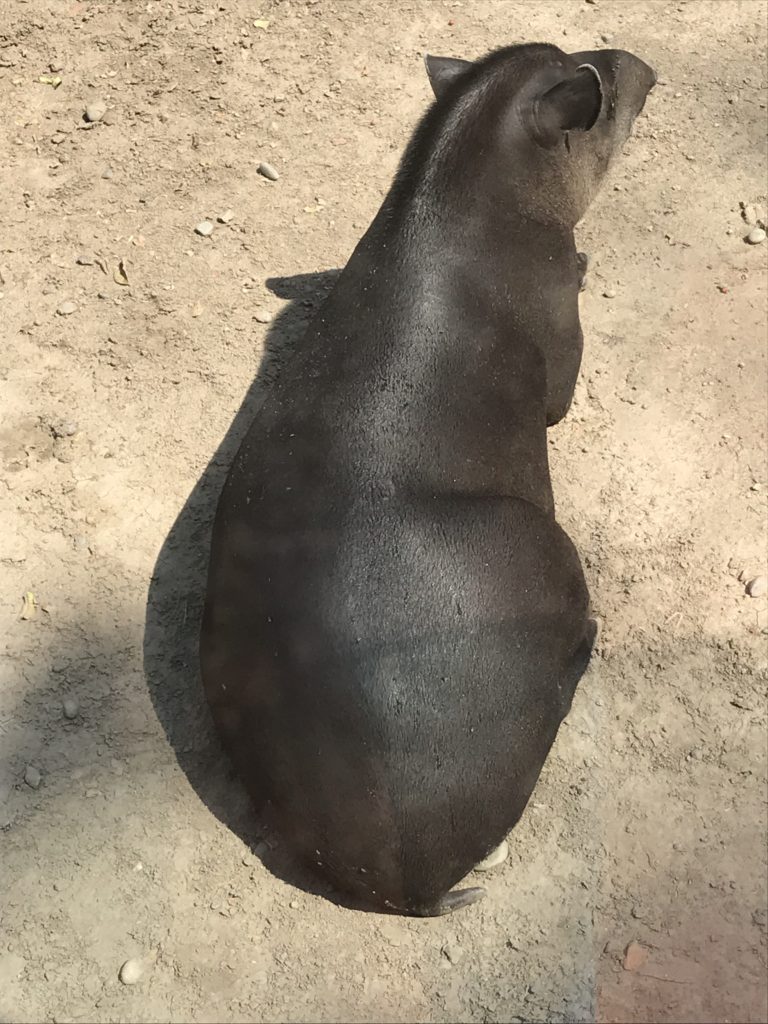 The Lowland Tapir El tapir amazónico - Patricia Aguilar Morrissey